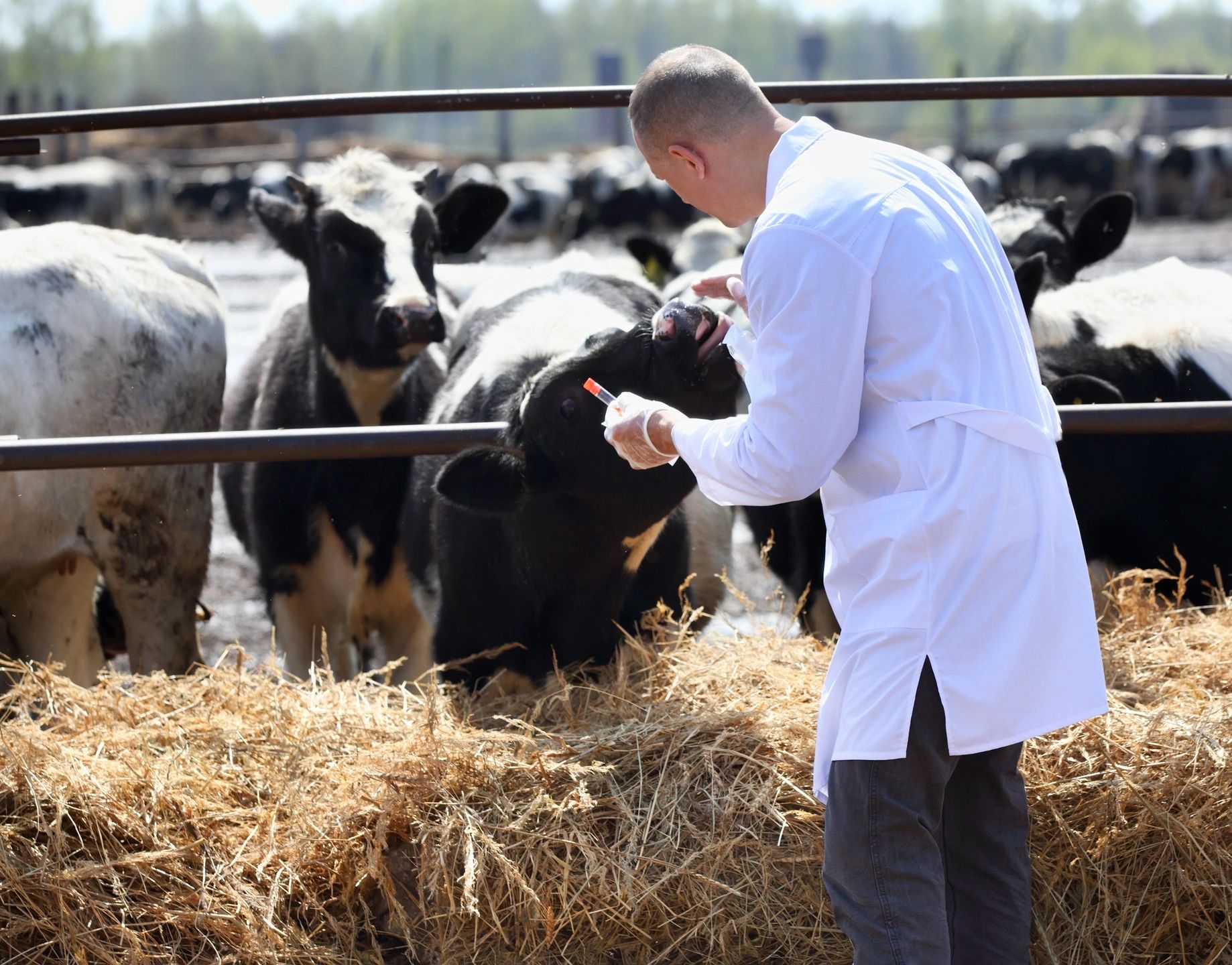 Livestock – Treox